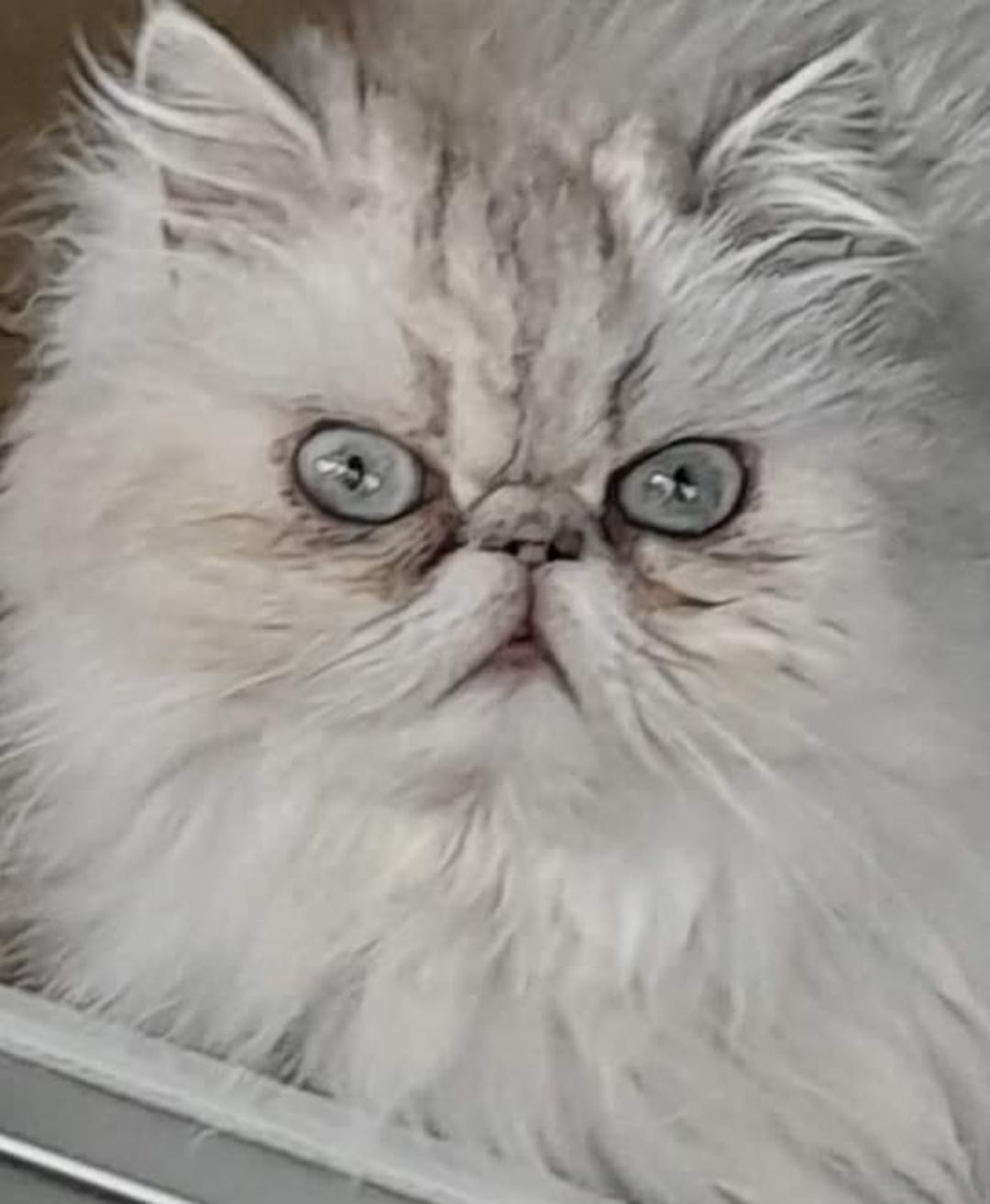 Cagnotte : Chacha - Leetchi.com