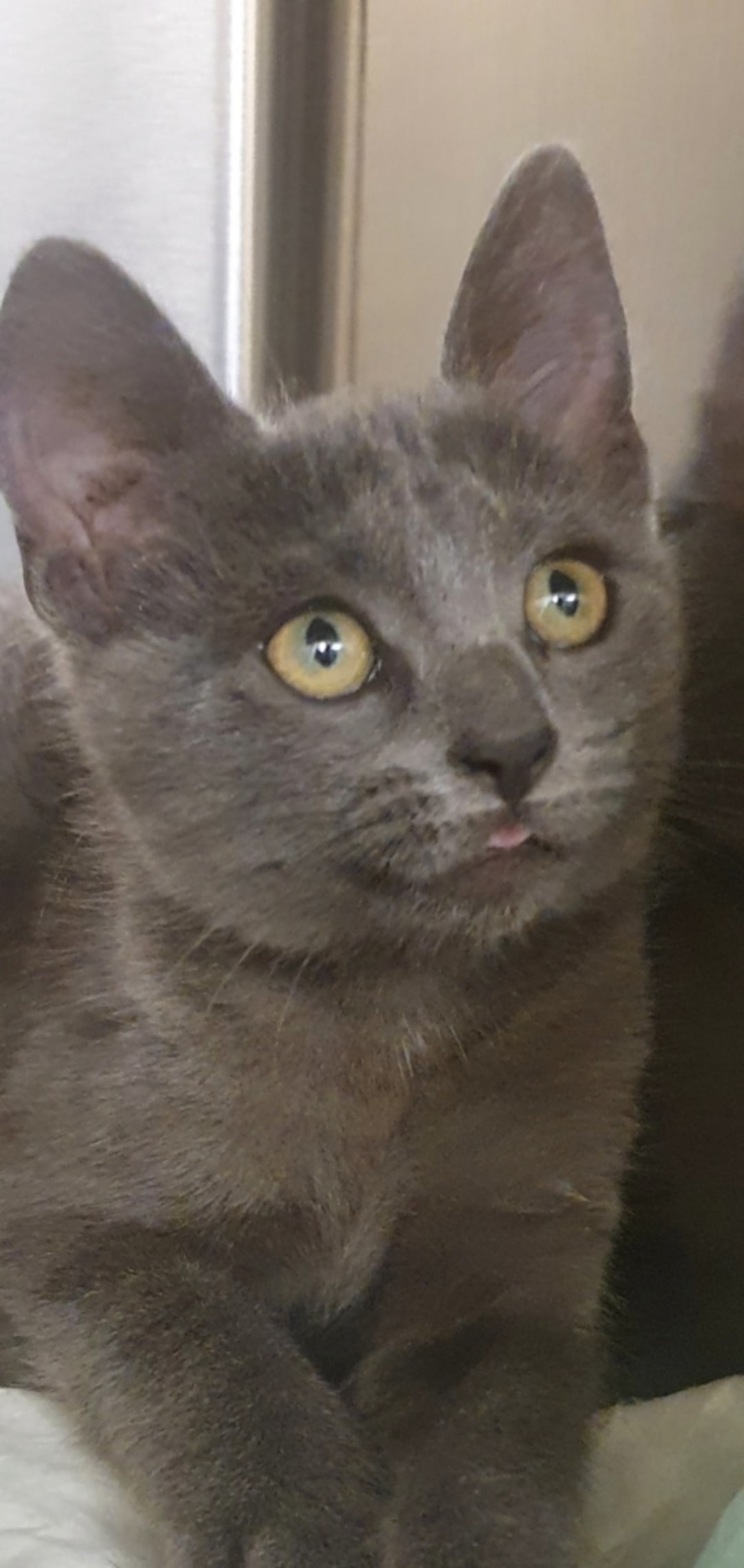 Cagnotte : Sauver ma thalia - Leetchi.com