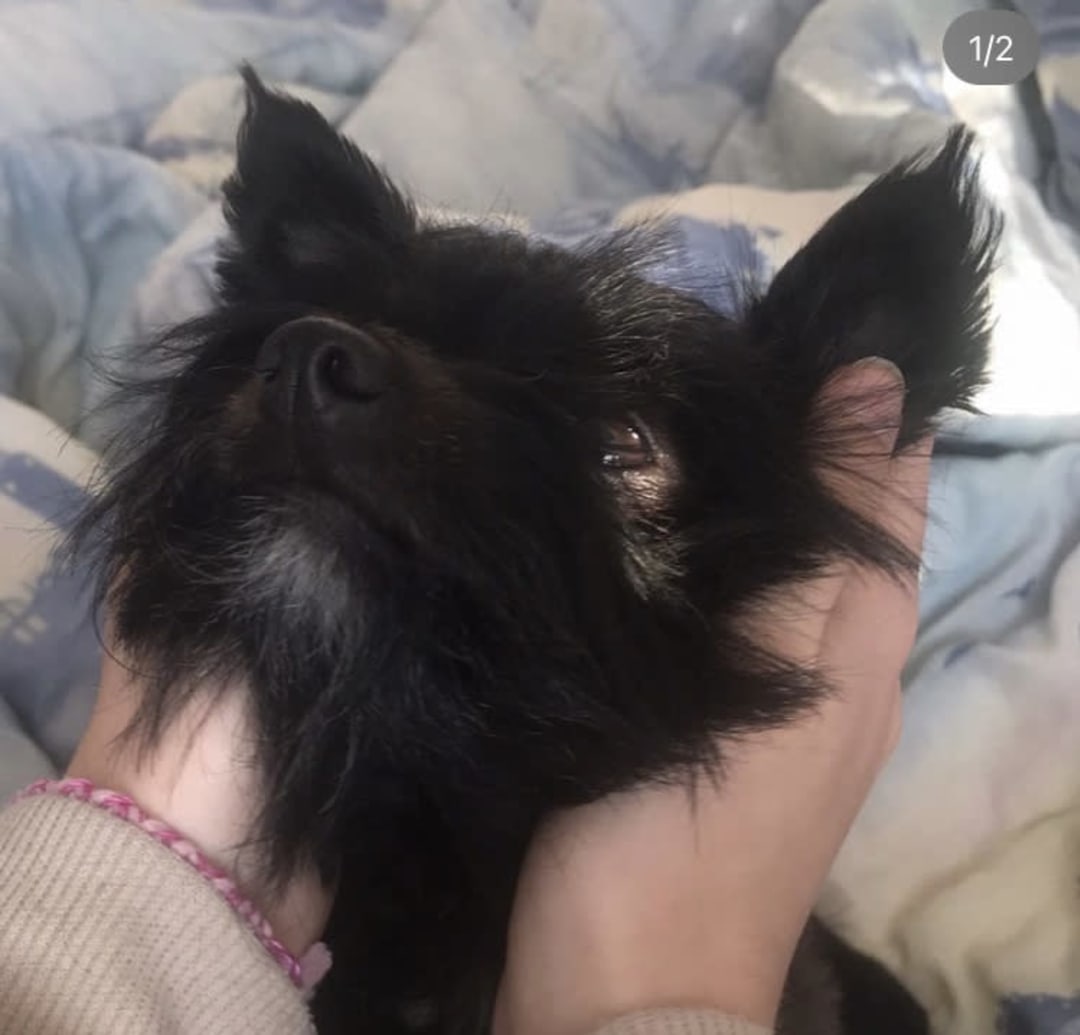 Money pot: Aidez nous à soigner Channel ! | Leetchi