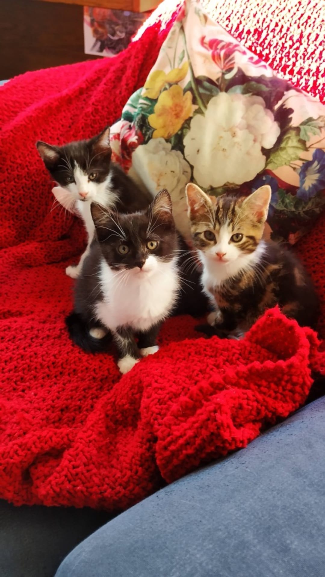 Cagnotte : Les chatons tout mignons font aussi caca | Leetchi