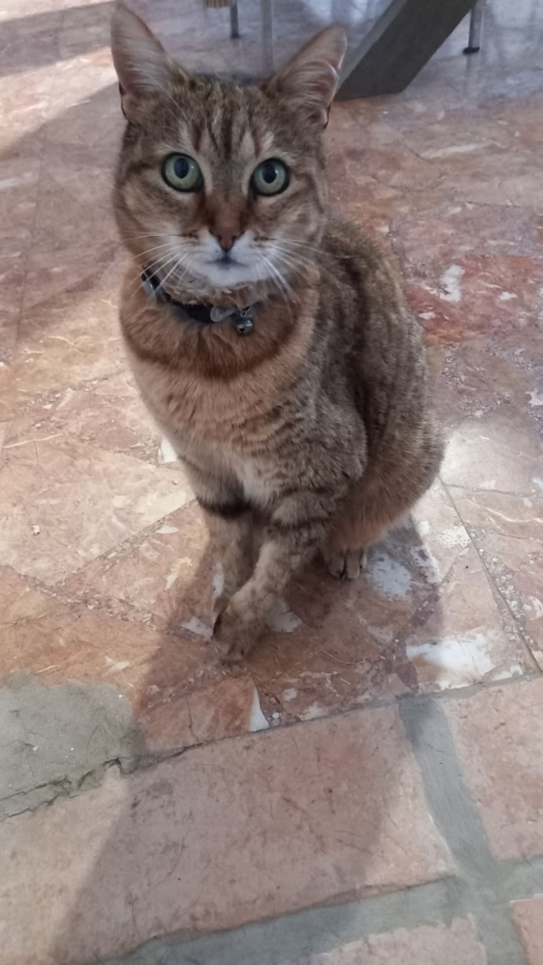 Cagnotte : Jeune Chatte IRIS atteinte d1 CANCER doit subir l'AMPUTATION DE SA PATTE | Leetchi