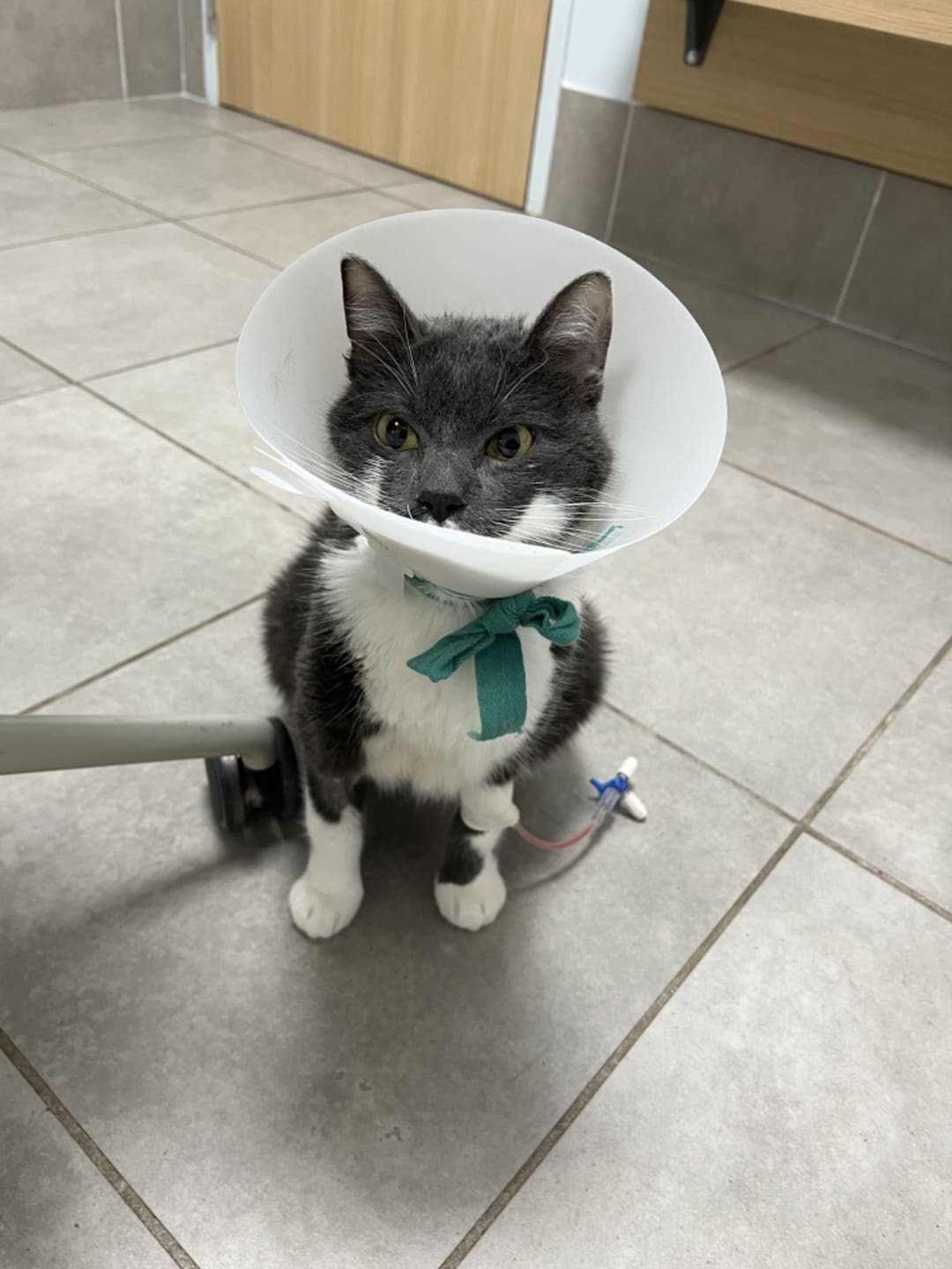 Cagnotte : Link | Leetchi