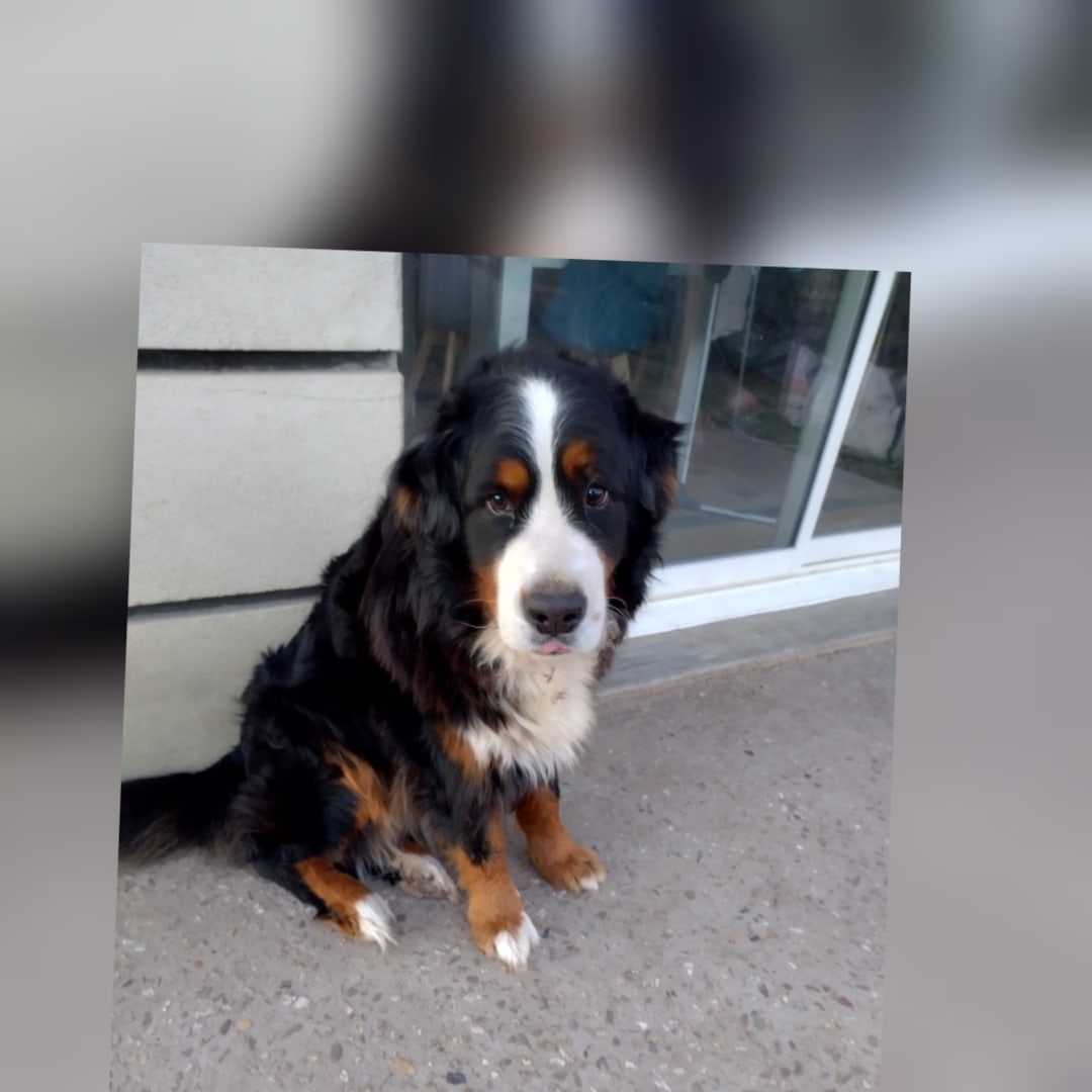 Cagnotte : Opération pour sauver nala - Leetchi.com