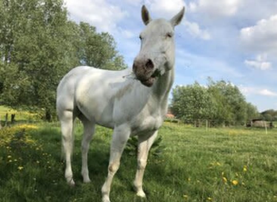 Cagnotte : Clinique vétérinaire pour SIRSEE | Leetchi