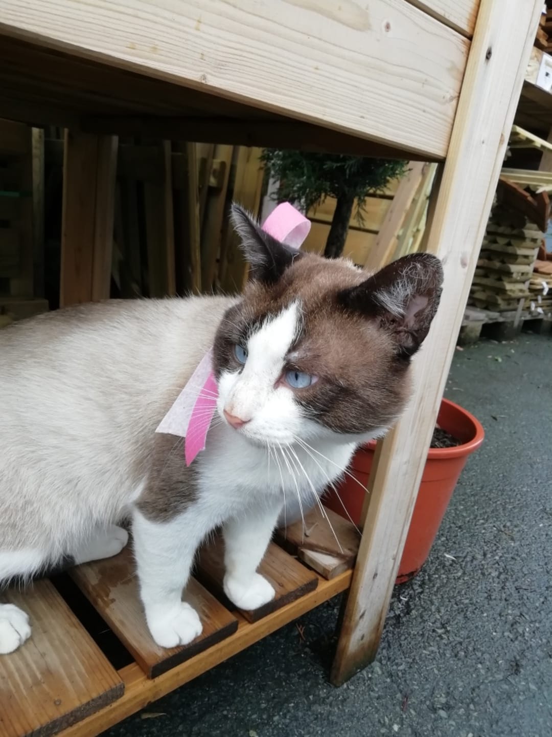 Cagnotte : Des petits soins pour Mimichat - Leetchi.com