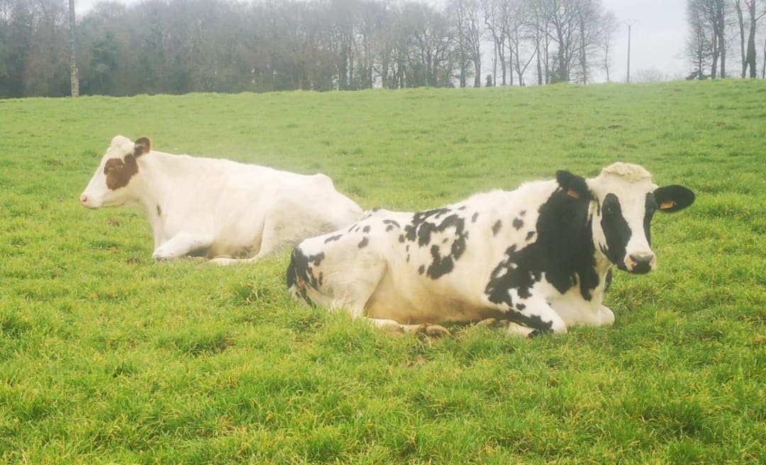 Cagnotte : Origami et Oasis,merci les vaches - Leetchi.com