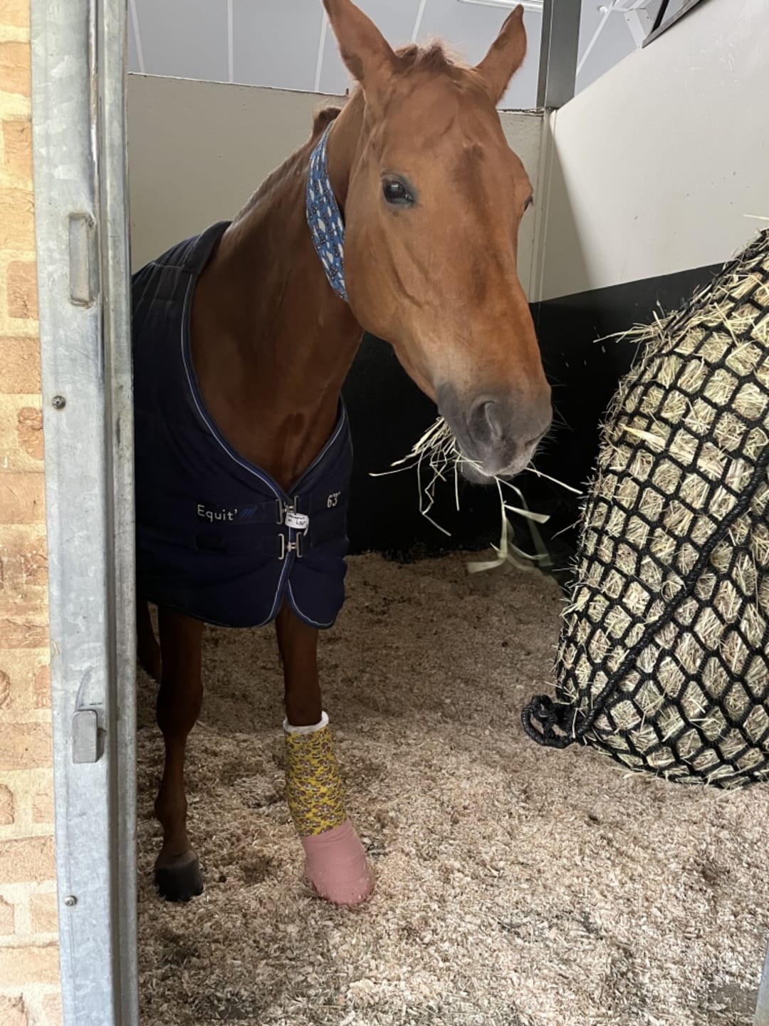 Cagnotte : Pour Lady | Leetchi