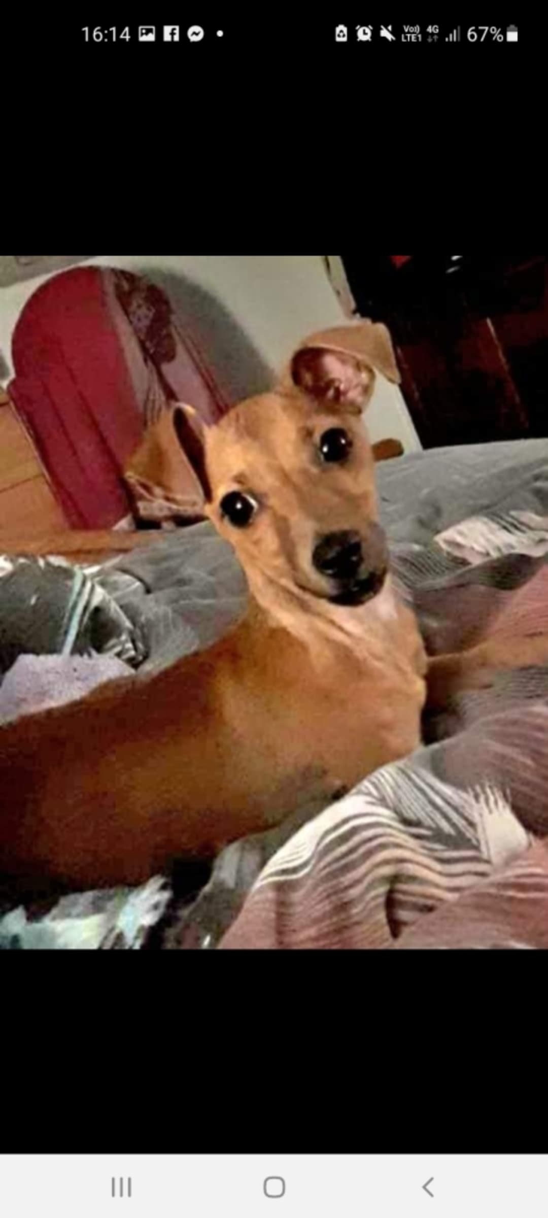 Cagnotte : JOEY mon petit chien d amour | Leetchi