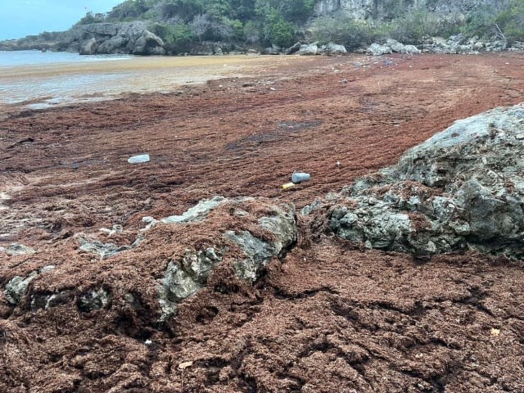 Cagnotte : Protection et Défense de la Biodiversité en Guadeloupe - Leetchi.com