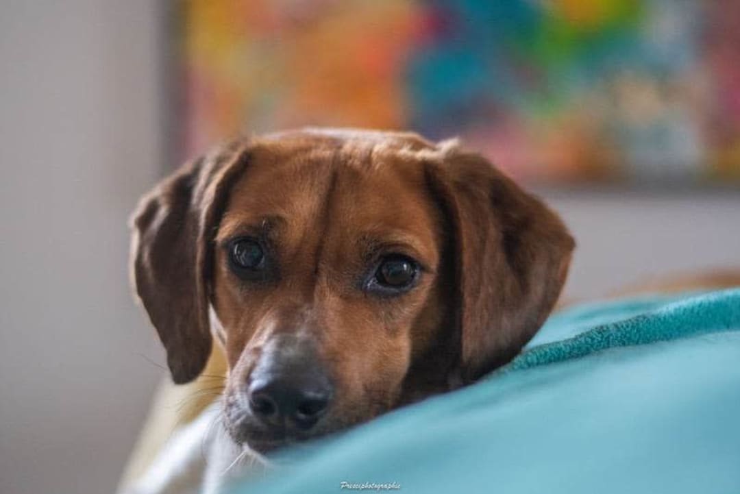 Cagnotte : Centre de Protection des Animaux | Leetchi