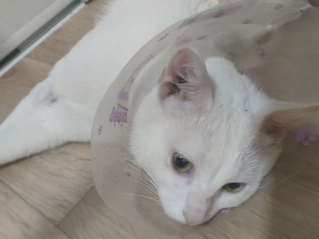 Cagnotte : Opération amputation Tilou - Leetchi.com