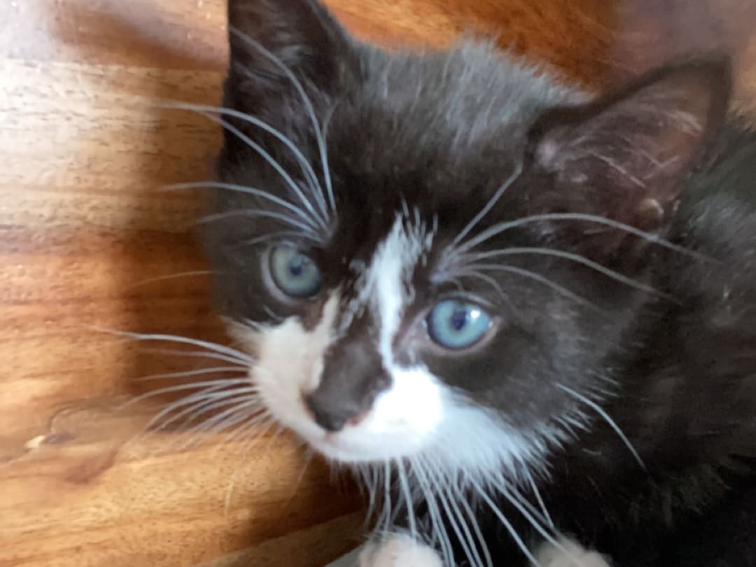 Cagnotte : Sauver mon chat 🐈‍⬛ | Leetchi