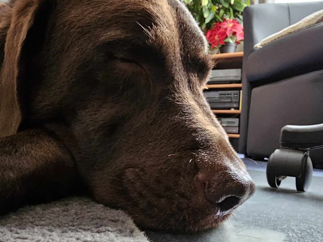 Cagnotte : Urgence, Nozig chien d'assistance | Leetchi