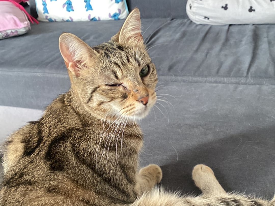 Money pot: Frais vétérinaire | Leetchi