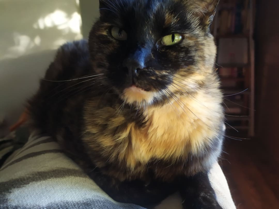 Cagnotte : AIDE POUR MON CHAT EN INSUFFISANCE RENALE | Leetchi