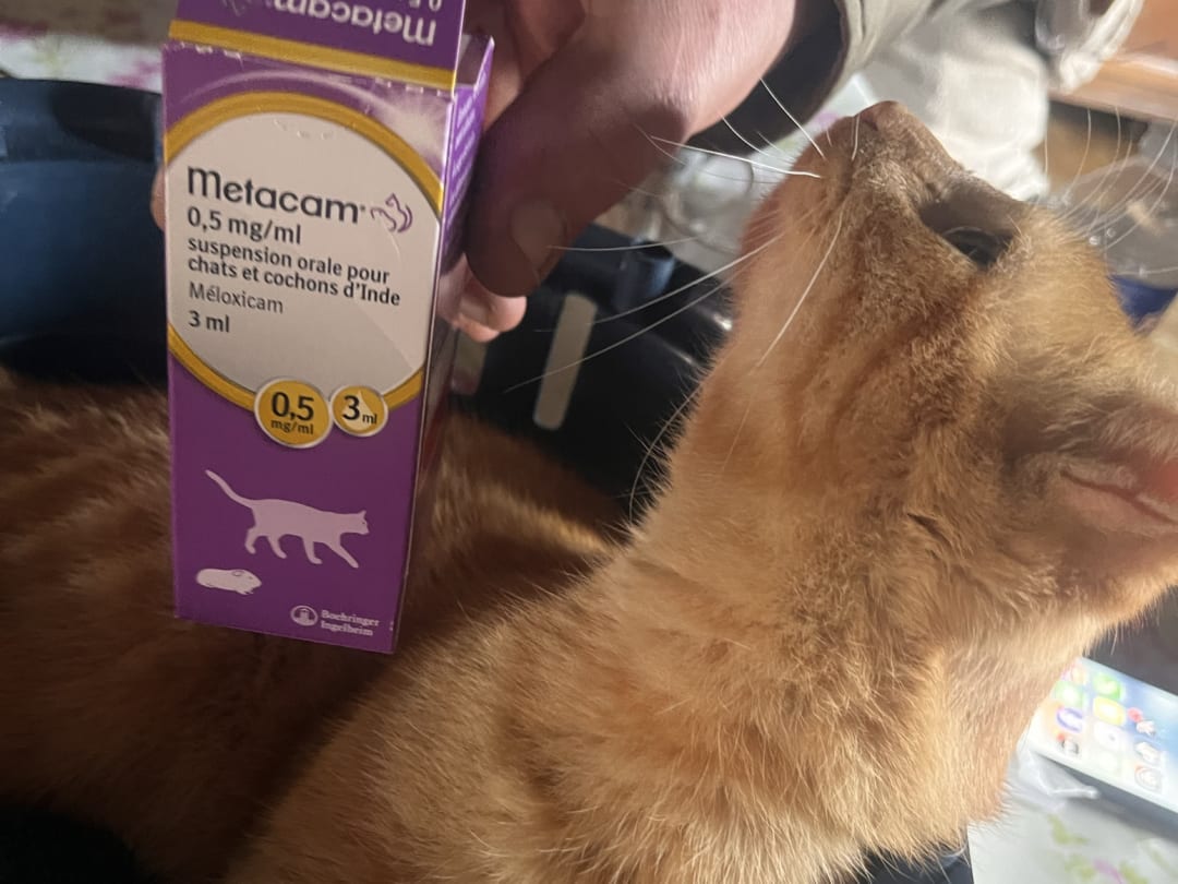 Cagnotte : Sauver filou de l’amputation - Leetchi.com