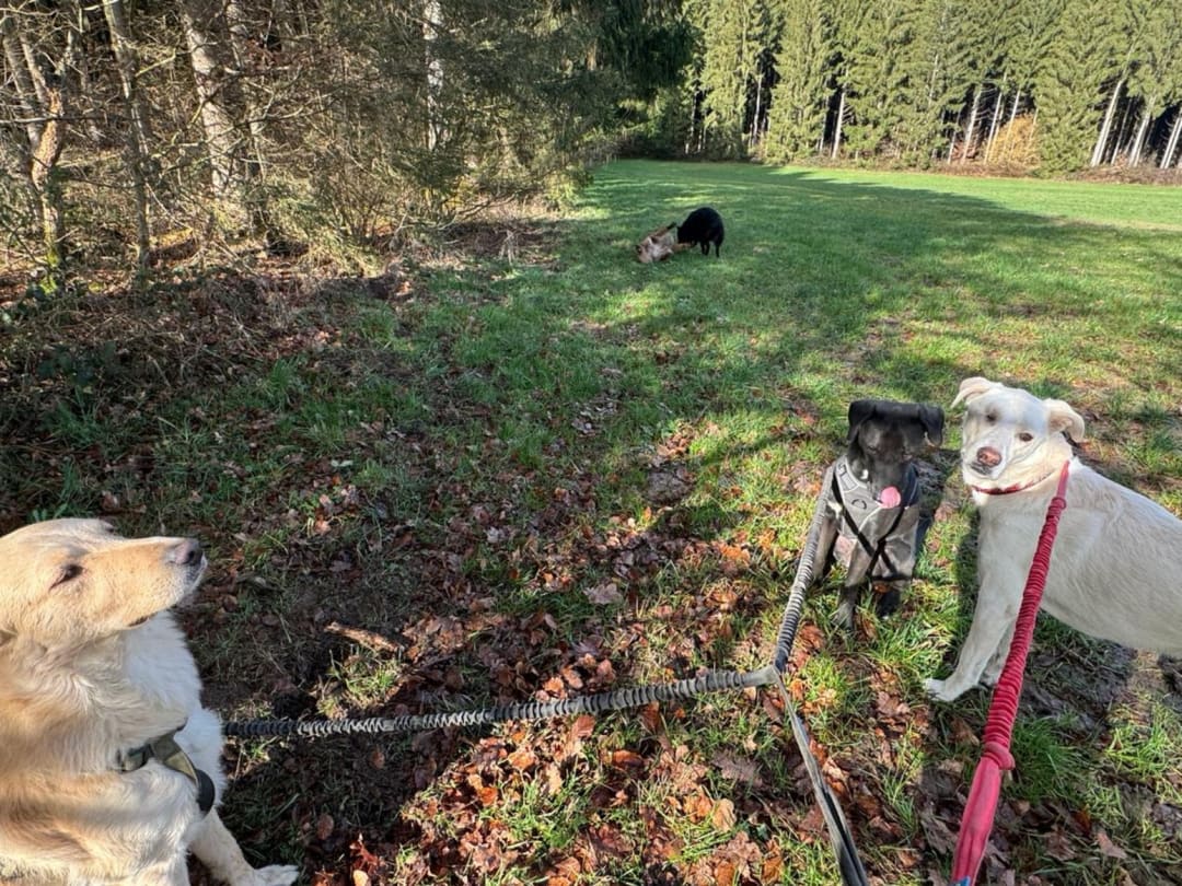 Cagnotte : Coup de pouce pour nos deux Roy et Milo - Leetchi.com