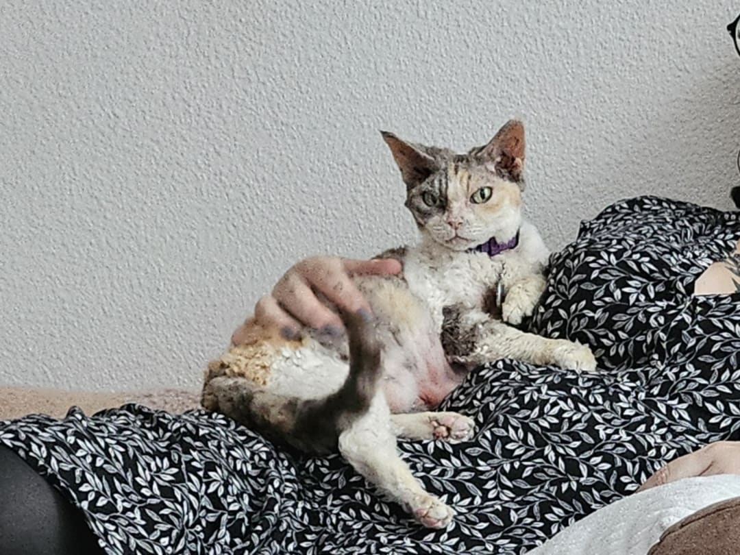 Cagnotte : Rosie Devon Rex , sauvée car victime de son éleveuse | Leetchi