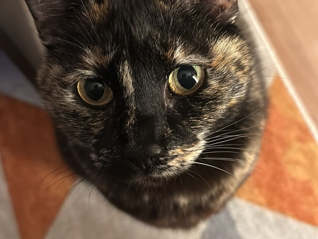 Cagnotte : Le combat d'un chat adorable | Leetchi