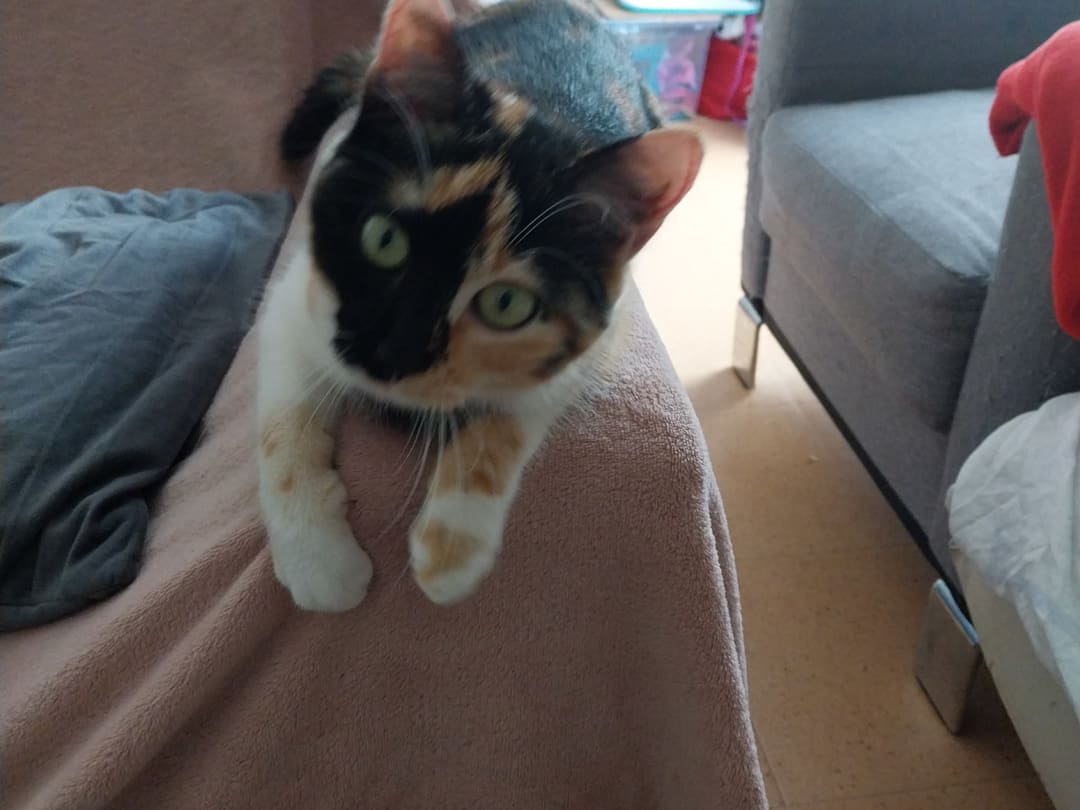 Cagnotte : Permis d'avancer * ( conduire) | Leetchi