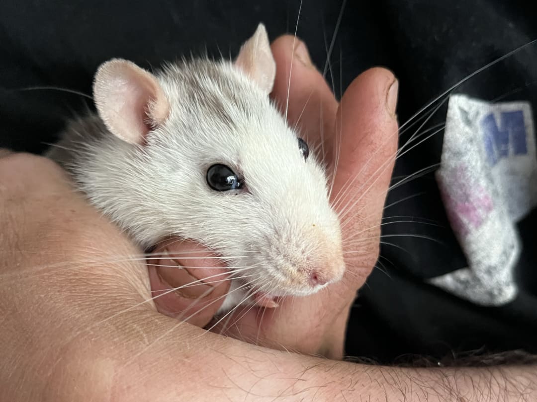 Cagnotte : Incinération de ma ratte Ocarina | Leetchi