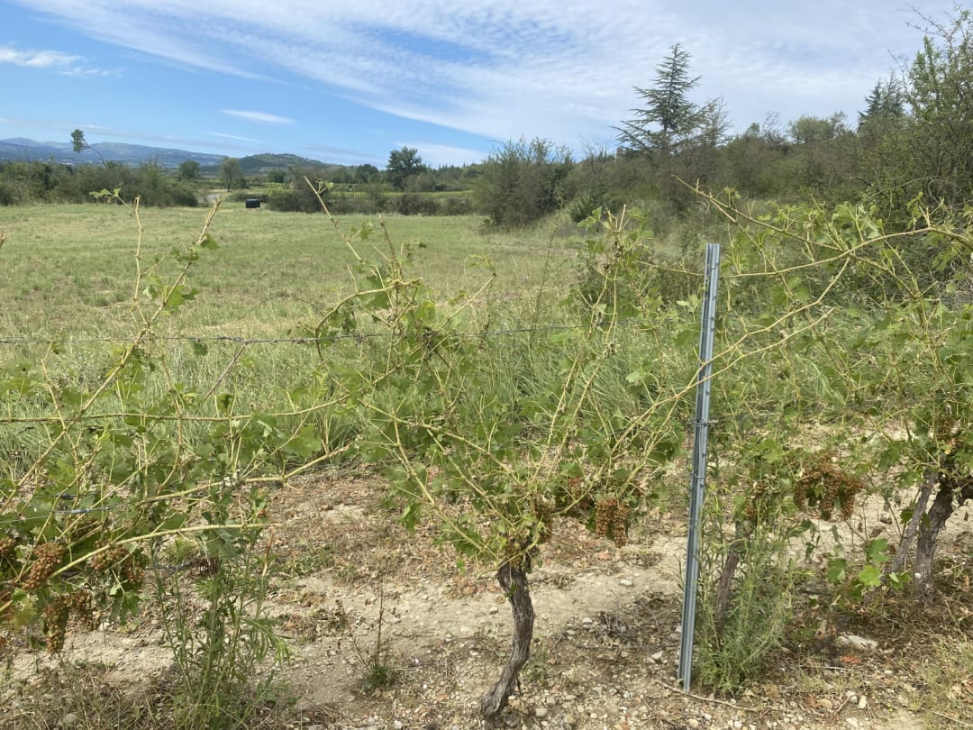 Money pot: Aider un viticulteur à sauver son exploitation !!!! | Leetchi