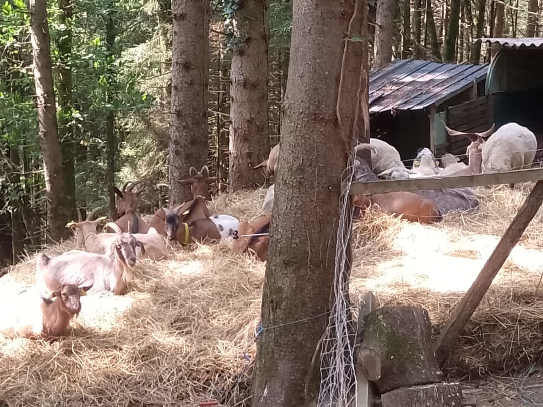 Cagnotte : Nourrir et soigner les animaux du refuge Ulyan | Leetchi