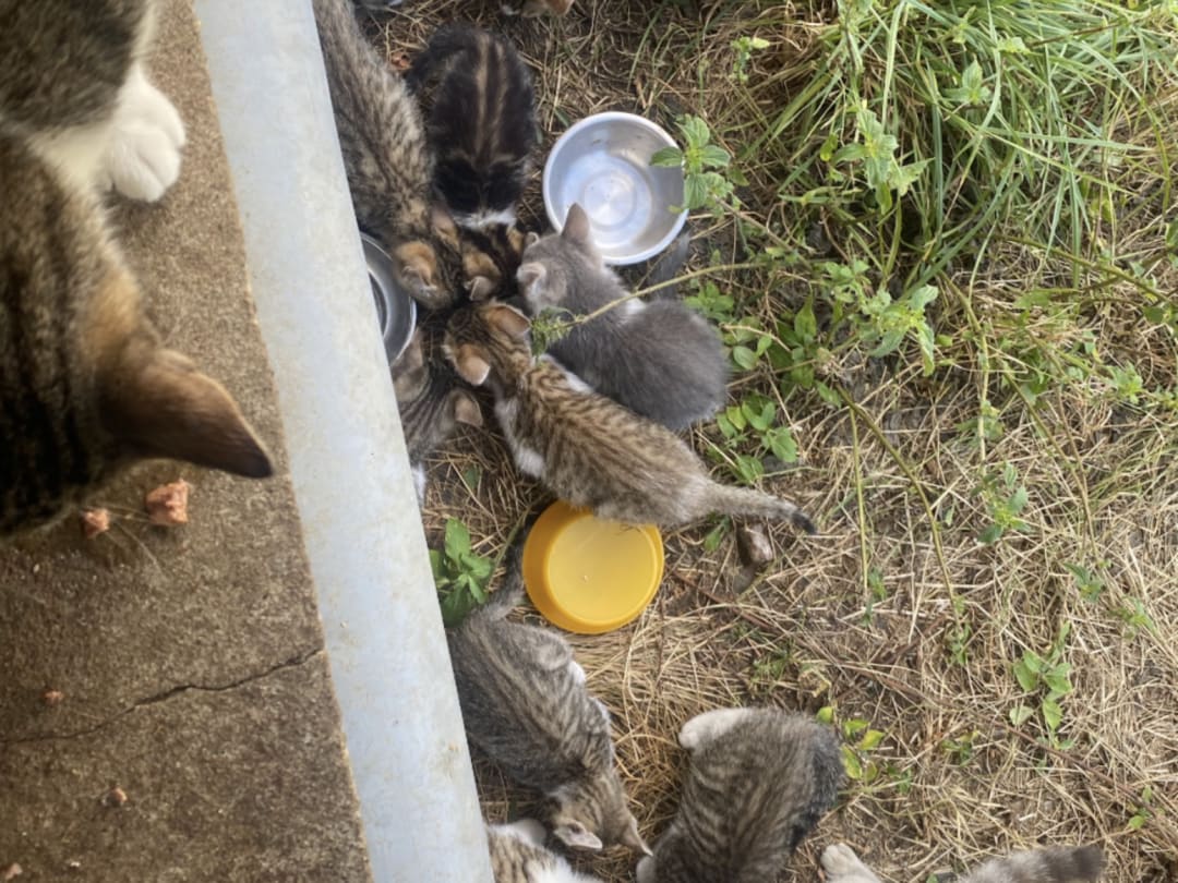 Cagnotte : Besoin d’aide pour la stérilisation de chats errants | Leetchi