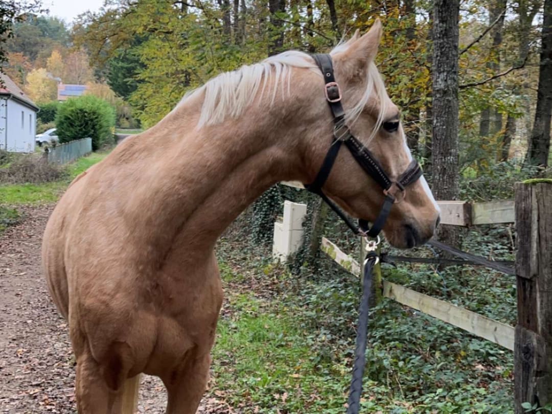 Cagnotte : Aide financière pour les frais de ma jument | Leetchi