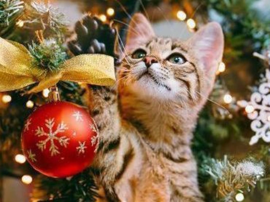 Cagnotte : Chat'pin de Noël 2024 | Leetchi