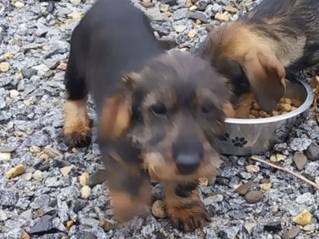 Cagnotte : Volt | Leetchi