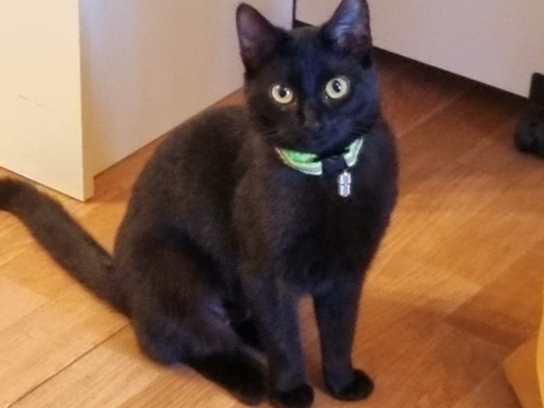 Cagnotte : aide au frais veterinaire de loki | Leetchi