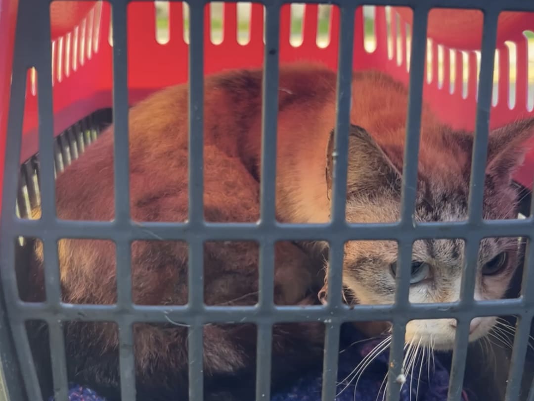 Cagnotte : Chat blessé | Leetchi