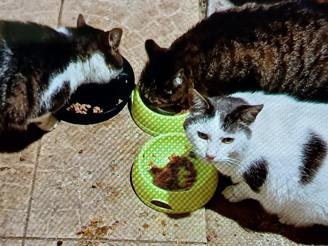 Cagnotte : Don protection animale chats Donnery (45) | Leetchi