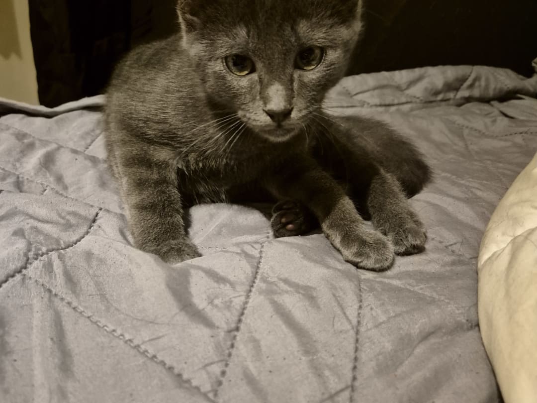 Cagnotte : Un nouveau coin de paradis pour nos amis les chats et les chiens | Leetchi