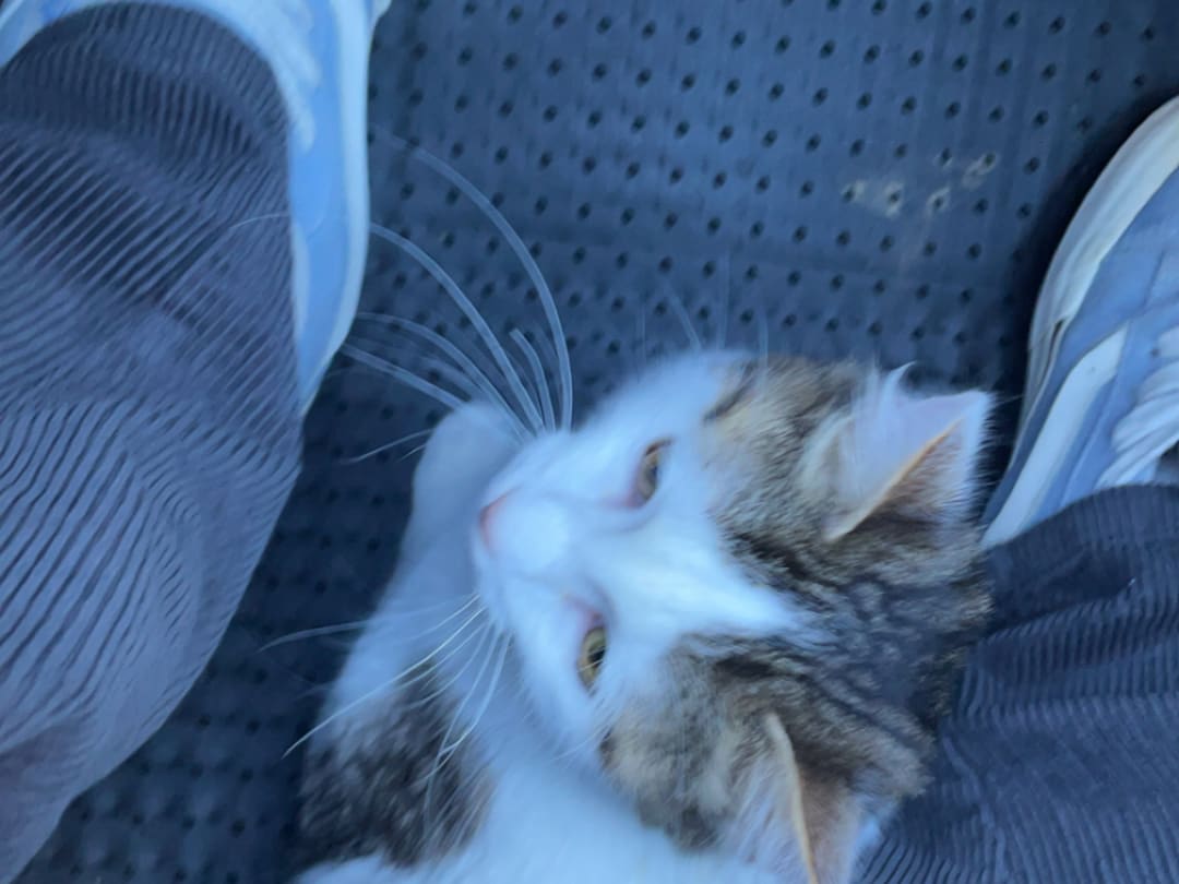 Cagnotte : Edgard mon chat malade (PIF) | Leetchi