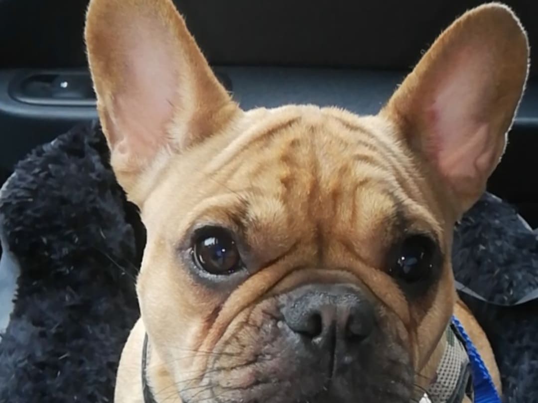 Cagnotte : Aide aux frais vétérinaire | Leetchi