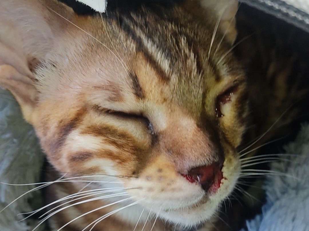 Cagnotte : Chat malade | Leetchi