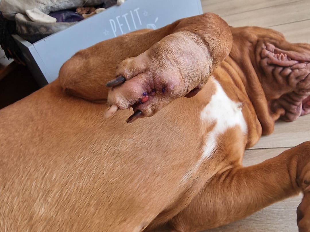 Cagnotte : Amputation de Coco 😞 | Leetchi