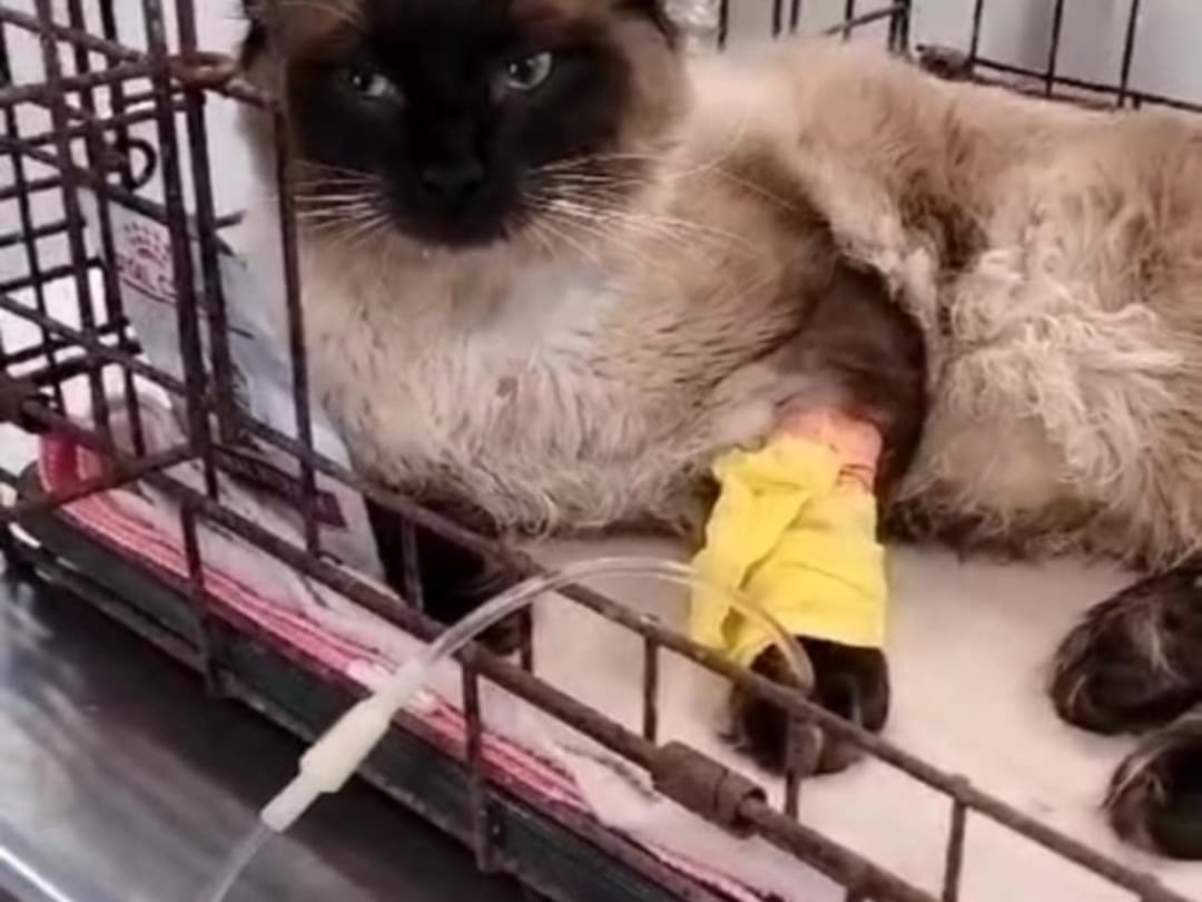 Cagnotte : Urgence pour ce pauvre chat qui a besoin de soins 🙏 | Leetchi