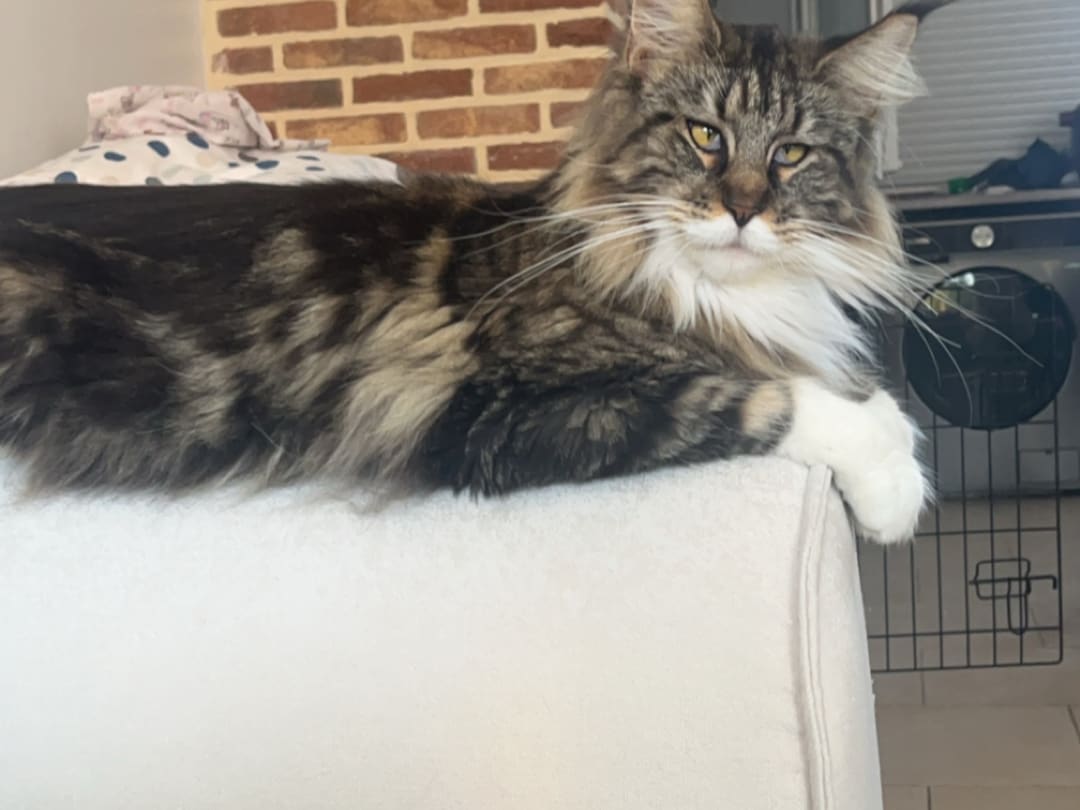 Cagnotte : mon petit chat | Leetchi