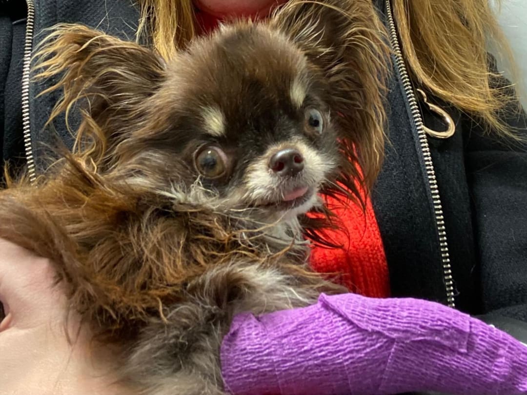 Cagnotte : Soutien pour Lolly — une petite guerrière face à la maladie ...