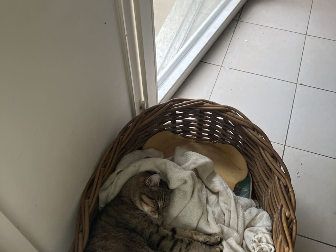 Cagnotte : Un petit chat en galère , un grand cœur peut l’aider 😔 | Leetchi