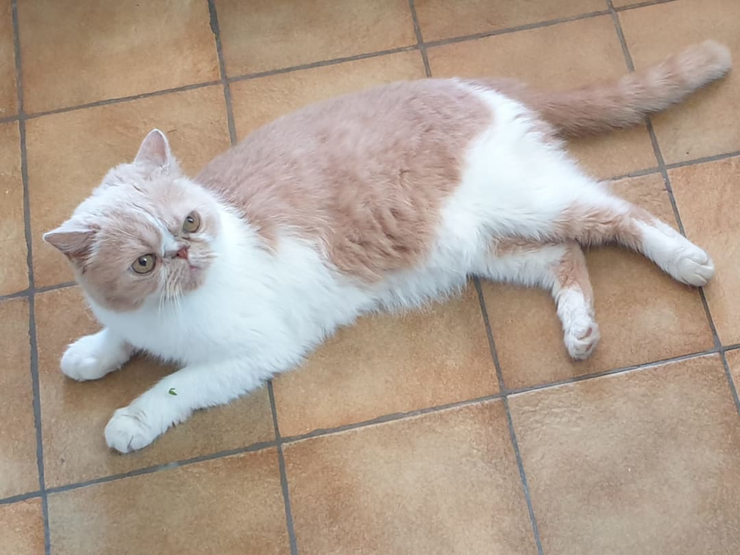 Cagnotte : Aidez moi à Sauver mon chat Haribo | Leetchi