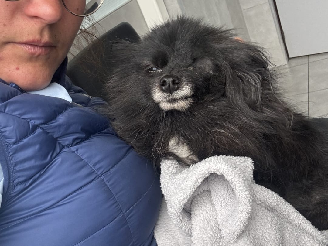 Cagnotte : Aidez nous pour notre Ruby 2 opération urgent en même pas 1 mois attaqué | Leetchi