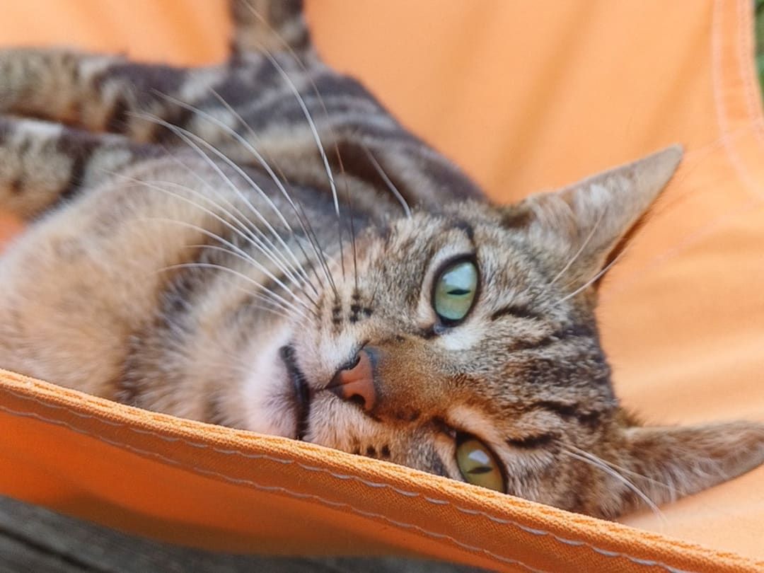 Cagnotte : Opération pour mon chat | Leetchi