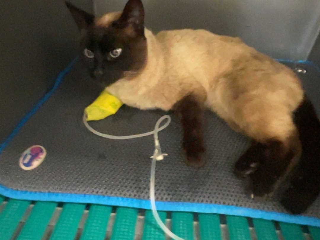 Cagnotte : Pour sauver notre chat "Pearl" | Leetchi