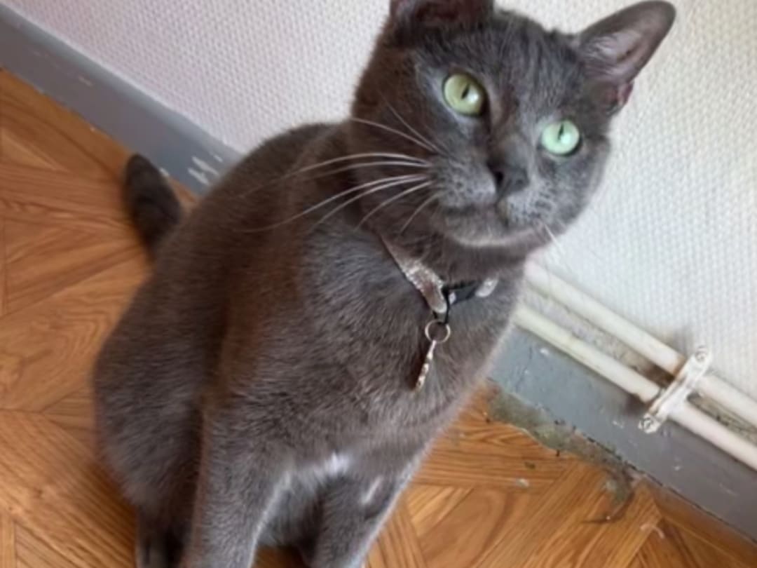 Cagnotte : Sauver le chat de mon copain | Leetchi