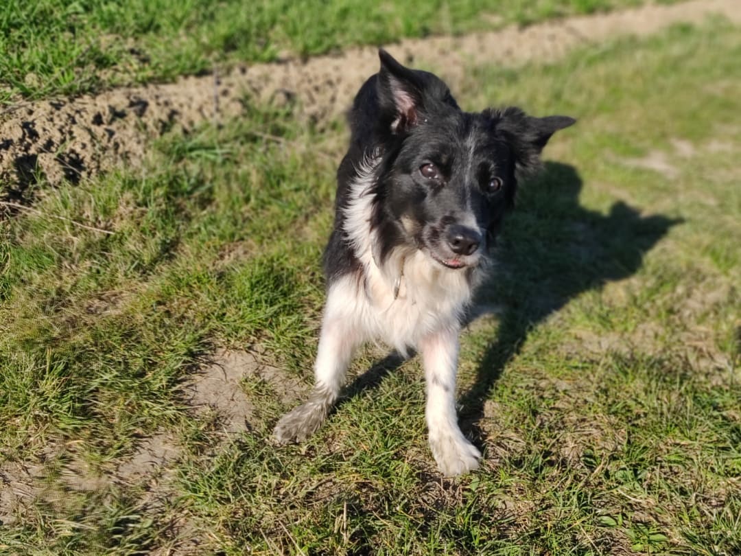 Cagnotte : June Border Collie | Leetchi