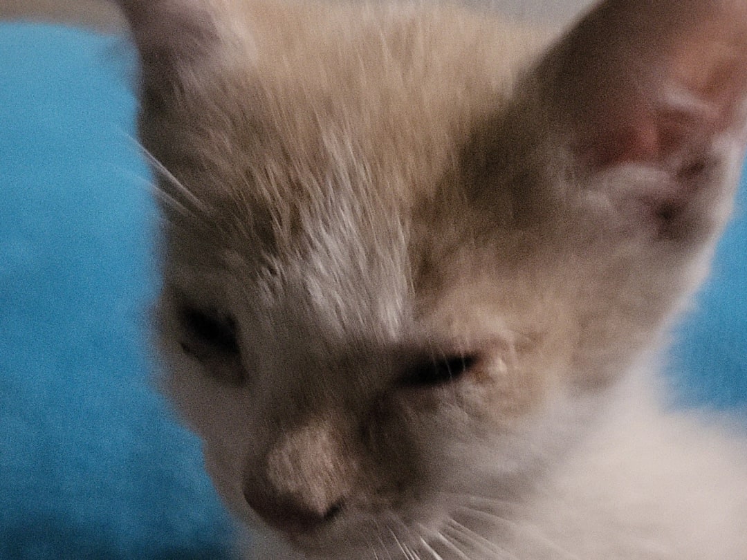 Money pot: 🆘️😻Cat's lover étudiant en détresse😿🍼à la mer😸32 pattes🐾sous ...